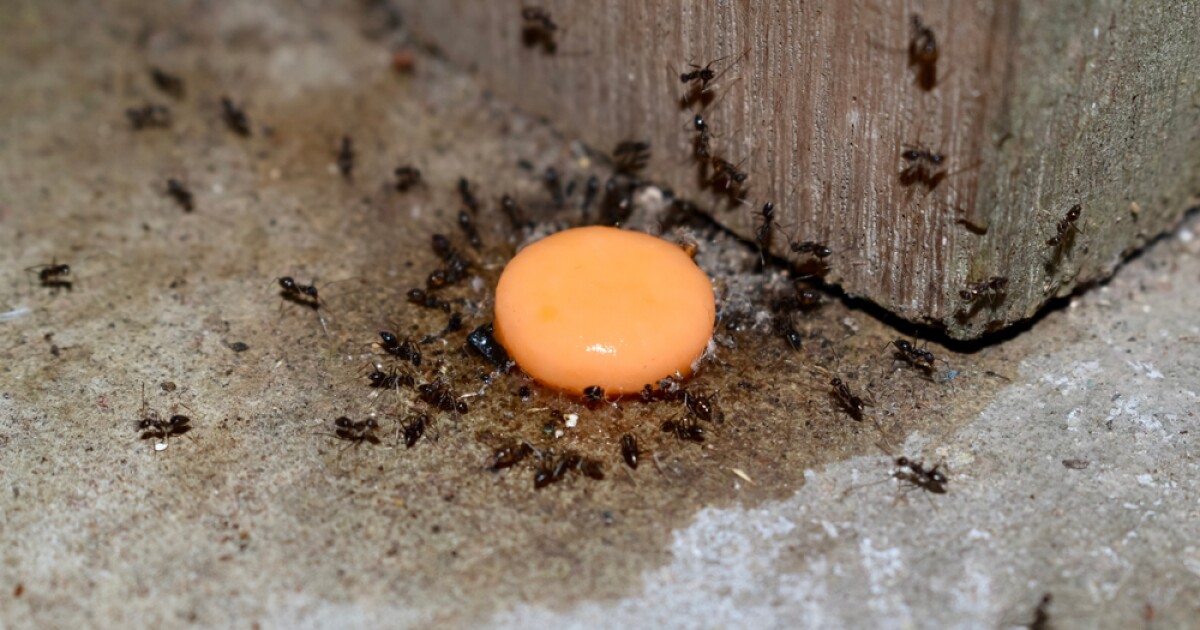 Invasive Asian Needle Ants Spread Across the U.S., Prompting Health and ...