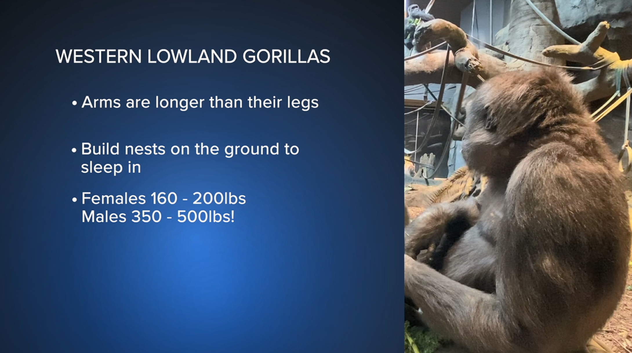 Zach at the Zoo: Meet the Western Lowland Gorillas