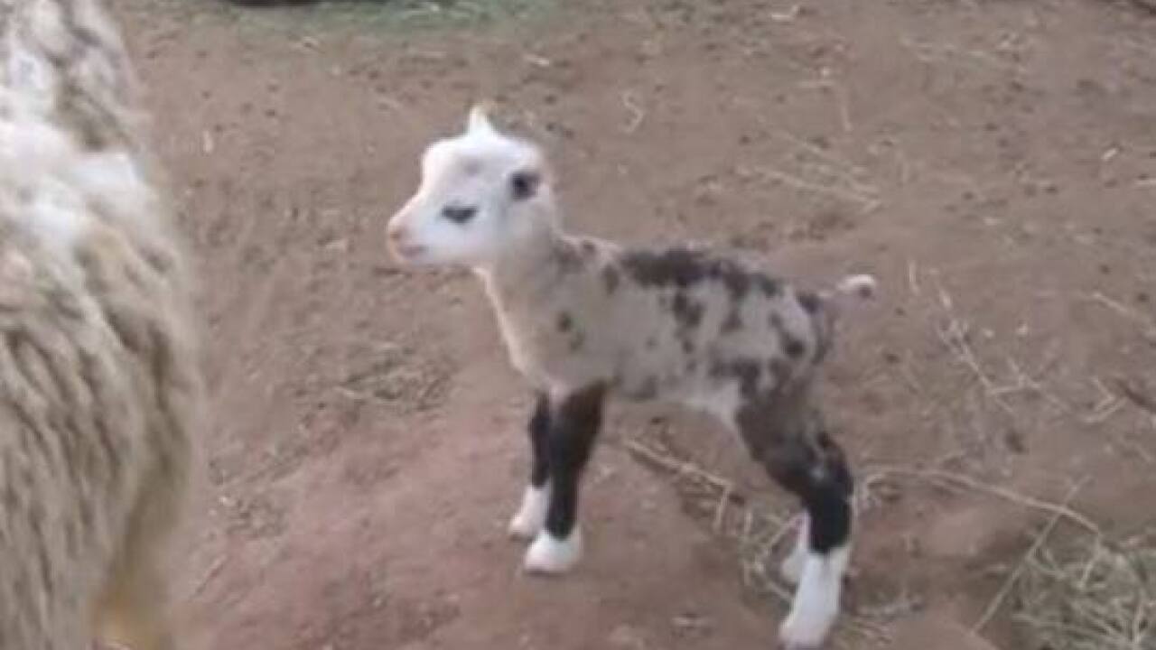 Meet Butterfly: A rare ‘Geep’