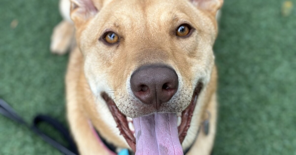Three year old lab mix "Mufasa" is our Pet of the Week