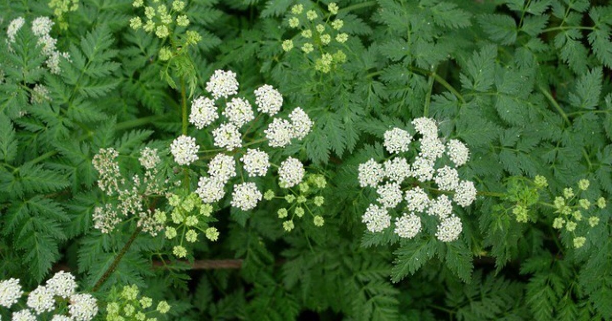 Poison Hemlock thriving in Idaho communities, posing threat to humans ...
