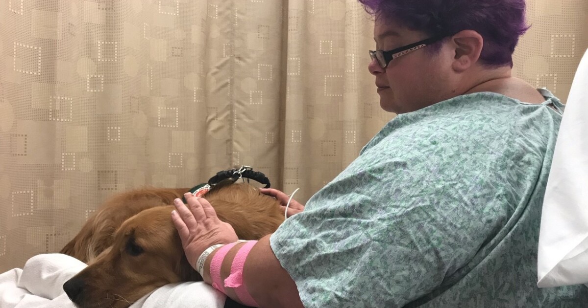 Fraudulent service dogs pose problems for real service dogs and their ...