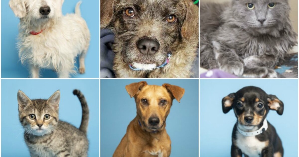Adoptable pets at Arizona Humane Society and Maricopa County Animal ...