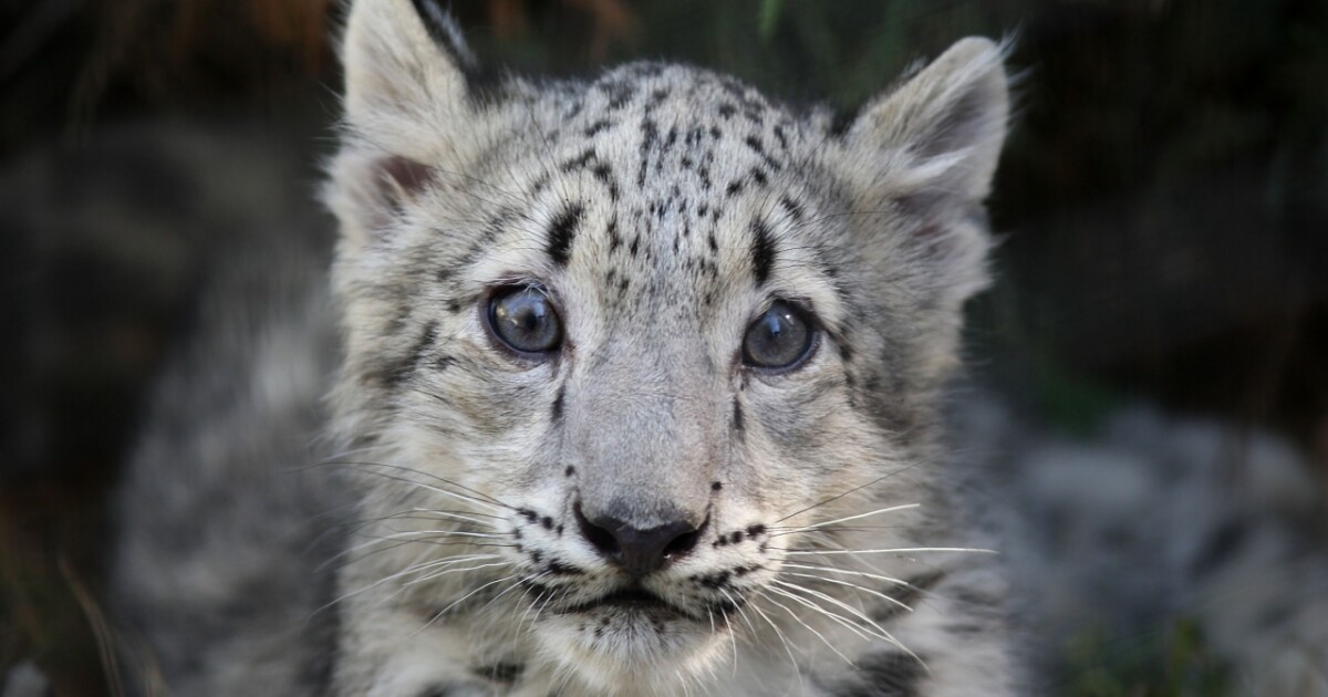 Climate Change Threatens Snow Leopards Even More Than Humans (VIDEO)