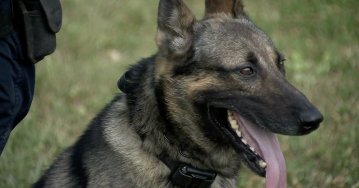 Nonprofit pushes to make harming K9 officers a federal offense