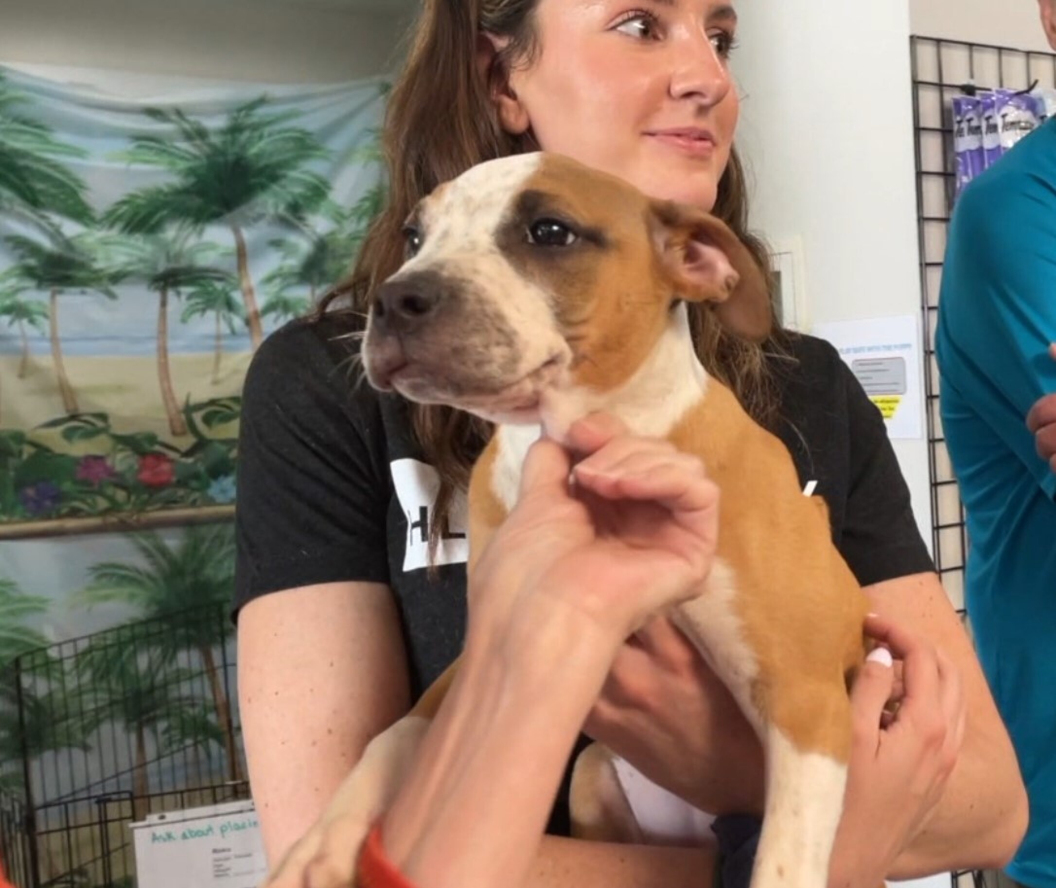 Indy Humane, Hensley Legal Group hosts ‘Pawpalooza’ adoption event