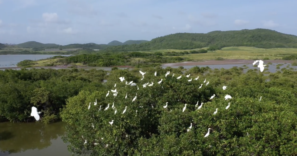 Researchers study climate change’s impact on animals