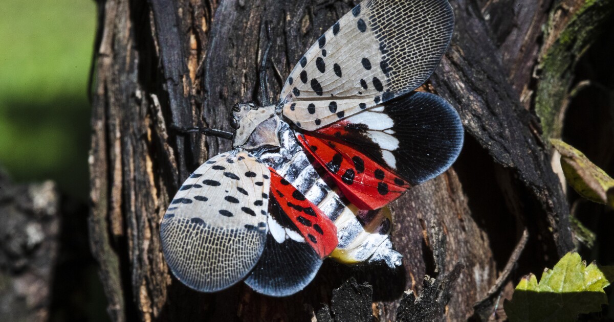 This insect could ruin wine in Ohio