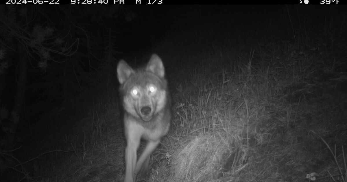 'Compliance' issues at center of USFWS threat to take over Colorado ...