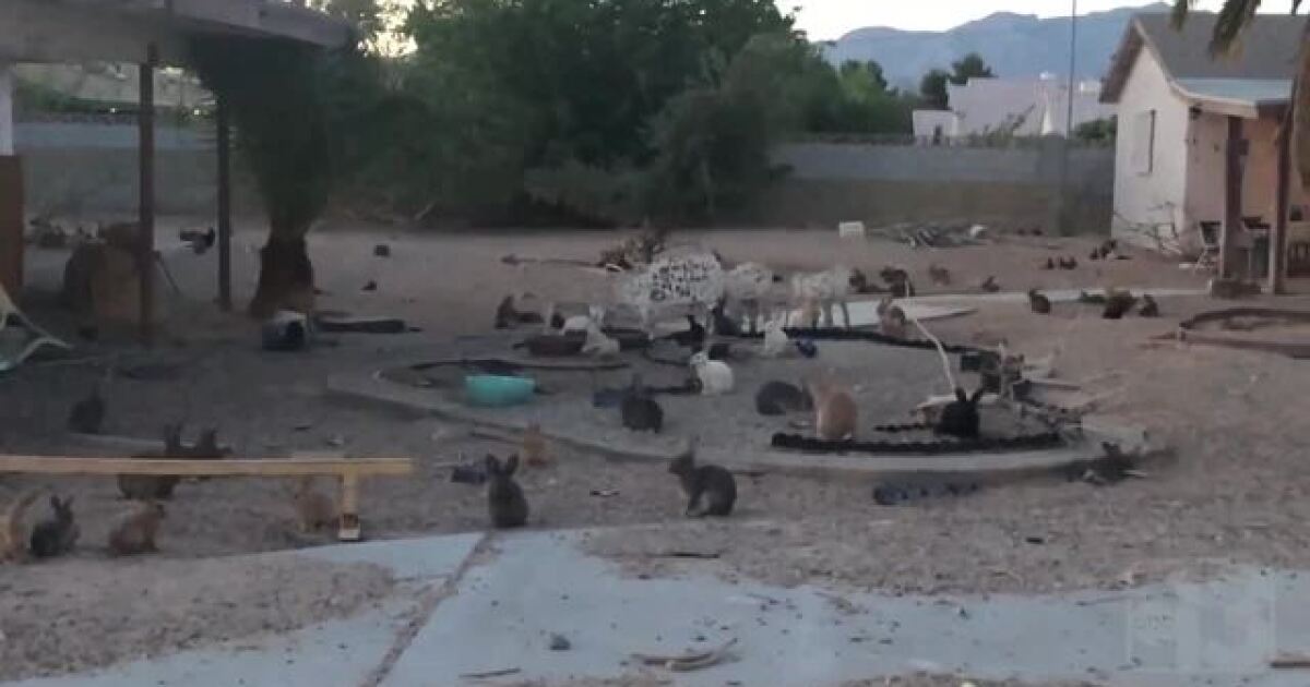 Las Vegas neighborhood taken over by bunnies
