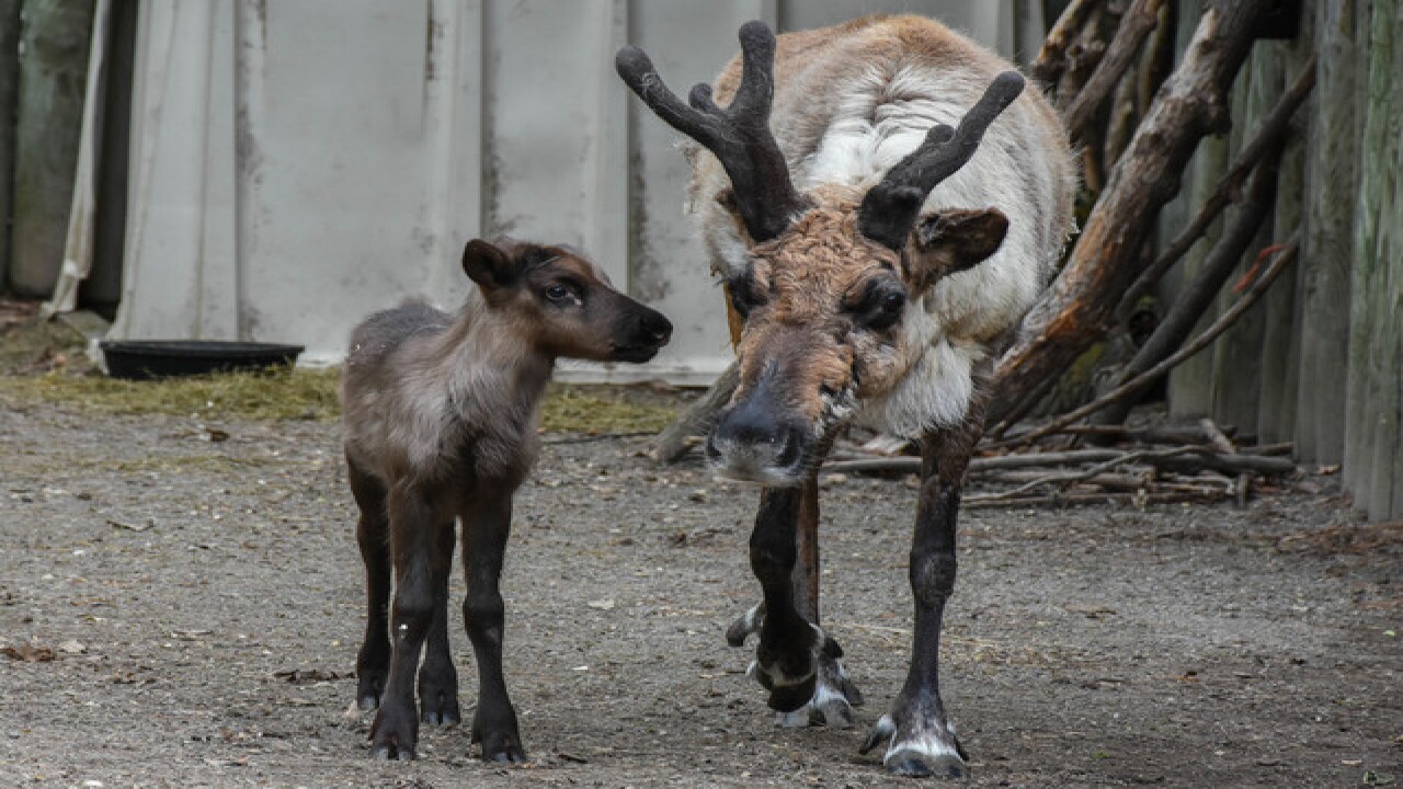Help name the Buffalo Zoo's new reindeer calf