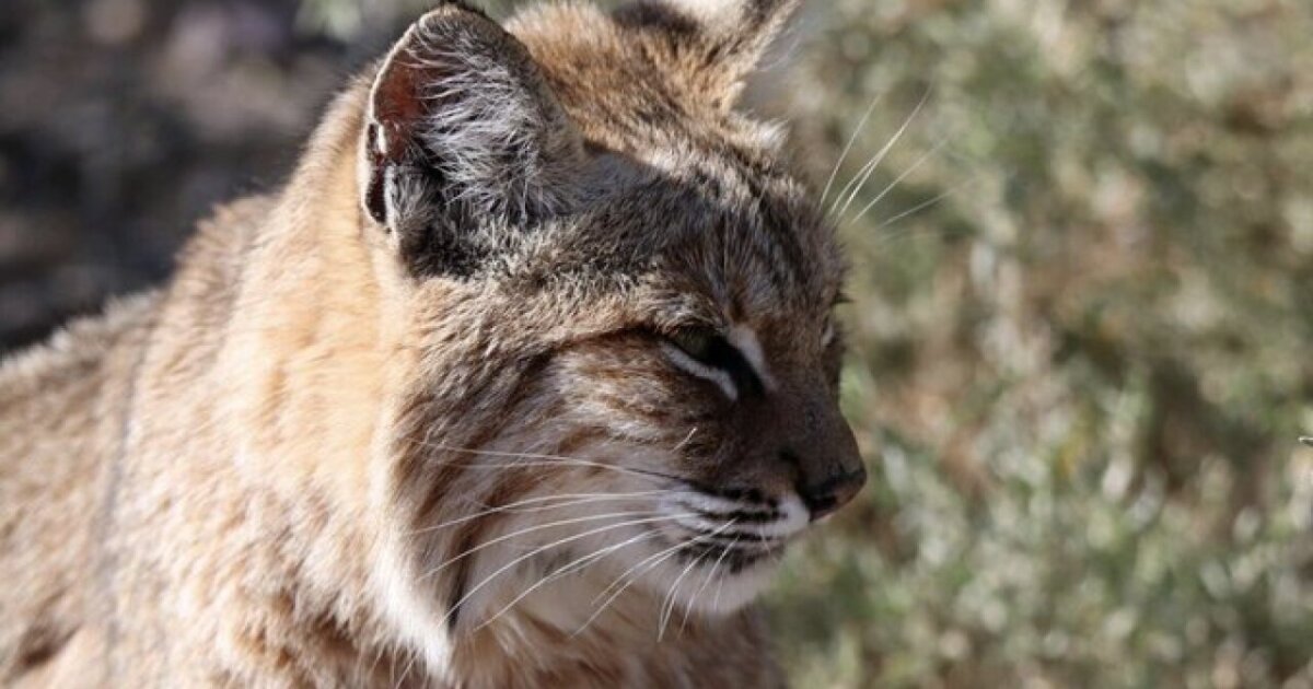 Bobcat euthanized after 'aggressive behavior' toward hikers outside of ...