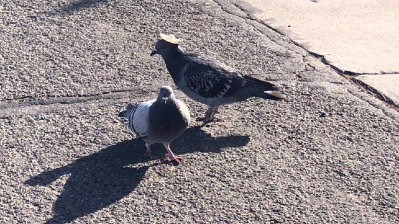 Pigeons wearing sombreros spotted in Reno, weeks after birds were seen ...