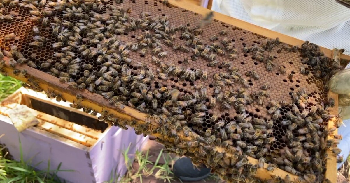 Bee-havior in the Coastal Bend