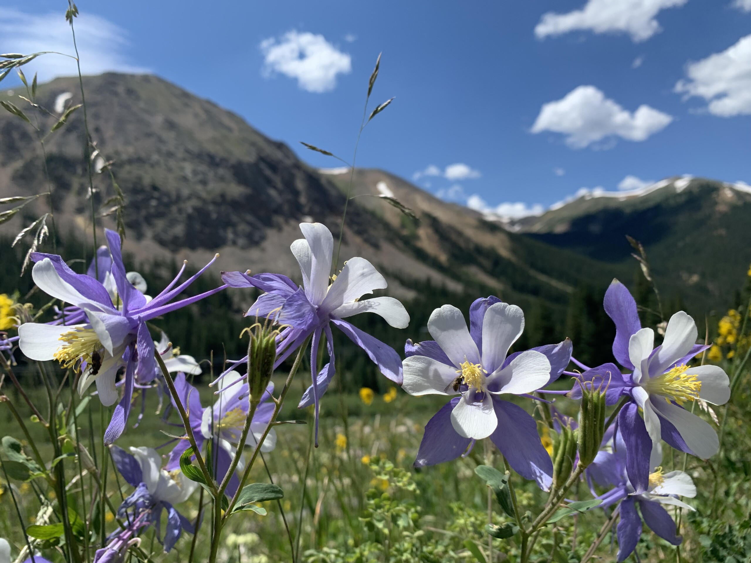 It's Colorado Day! How much do you know about the state's official symbols?