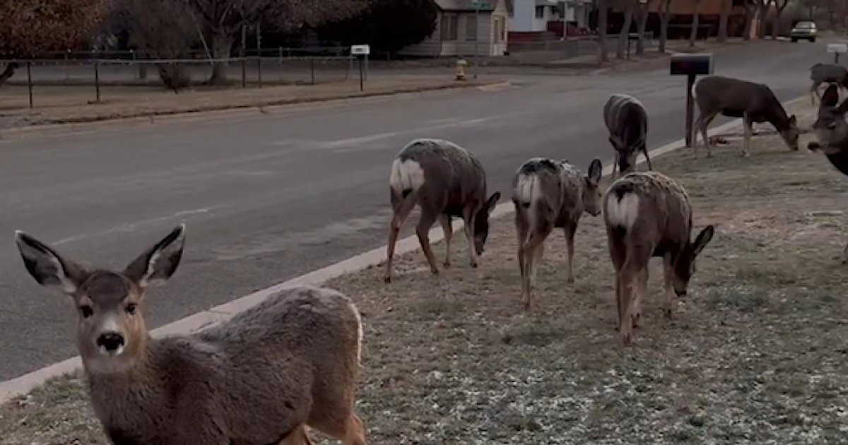 Helena seeing record-high deer population density