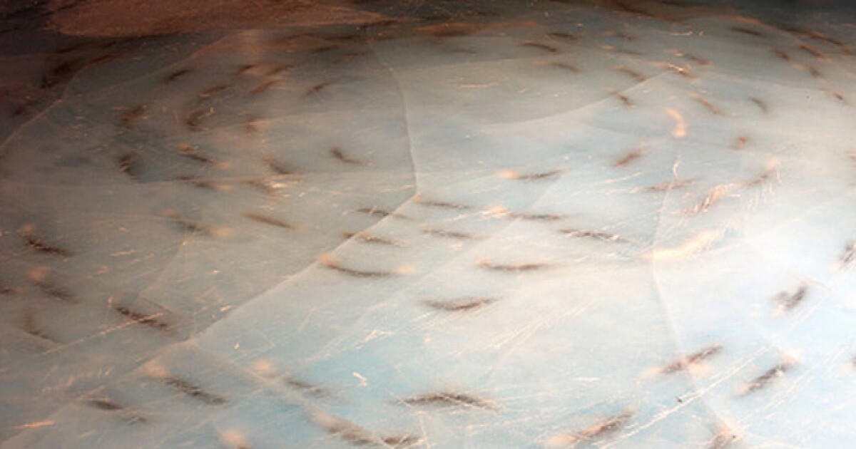 5,000 fish found frozen in Japan ice rink