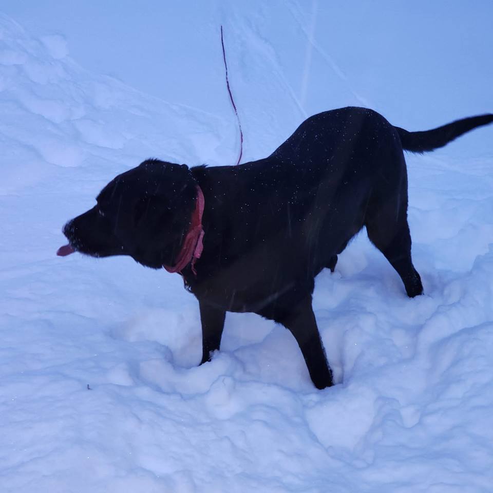 Wisconsin dogs love the snow [PHOTOS]