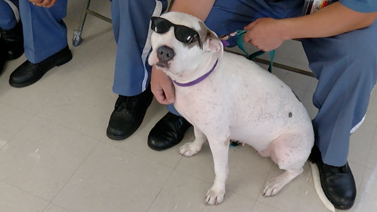Adoption Ready: Inmates train dogs at Florida prison
