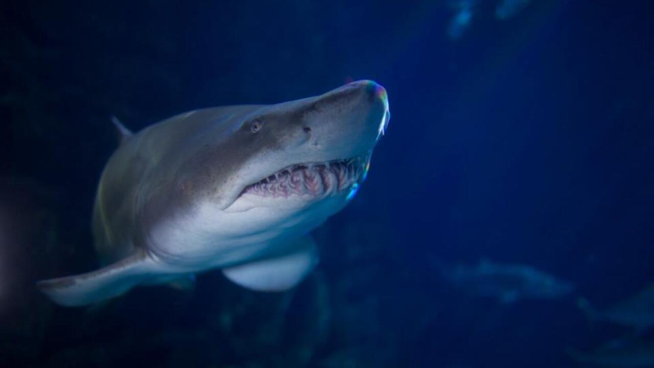 Two sand tiger sharks die at Virginia Aquarium