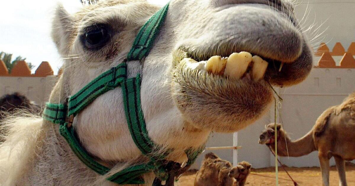 Woman sues TripAdvisor after falling off runaway camel