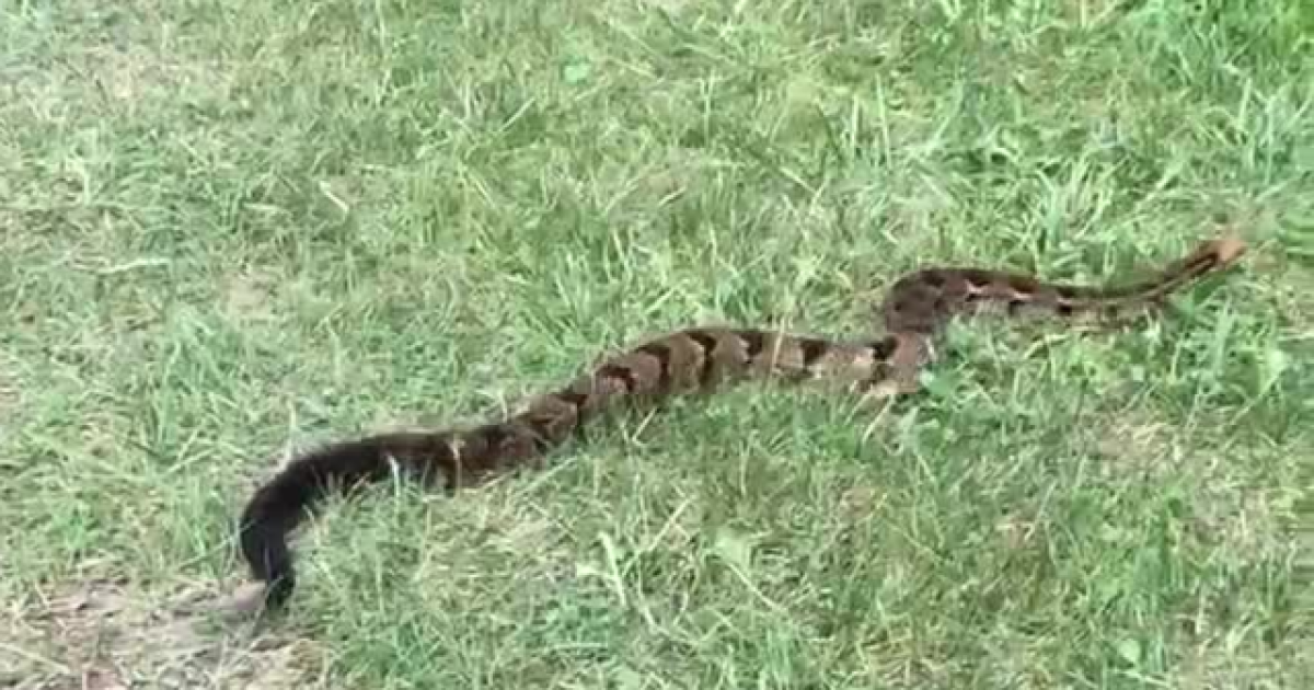 Rattlesnakes at Devil's Lake [VIDEO]