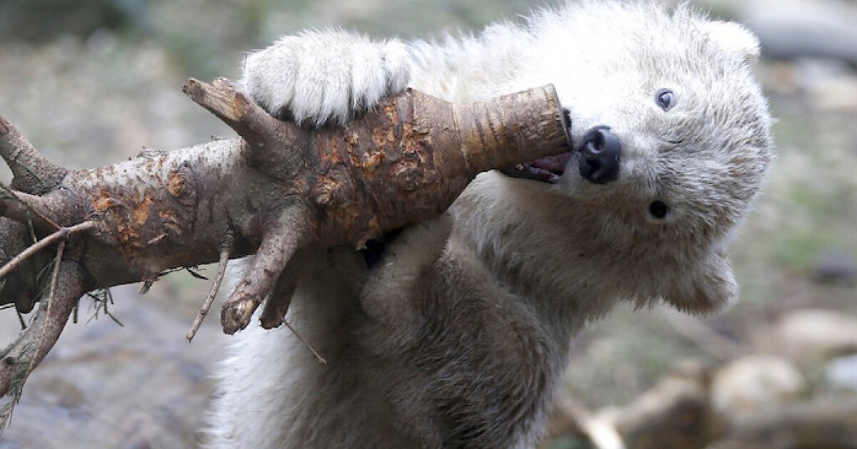 Wildlife conservationists: Pledge to address climate crisis is a good ...