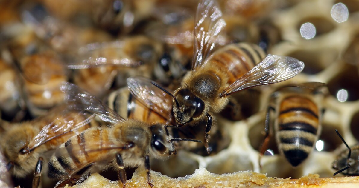Honey bee colonies could undergo 70% losses in 2025, which has an ...