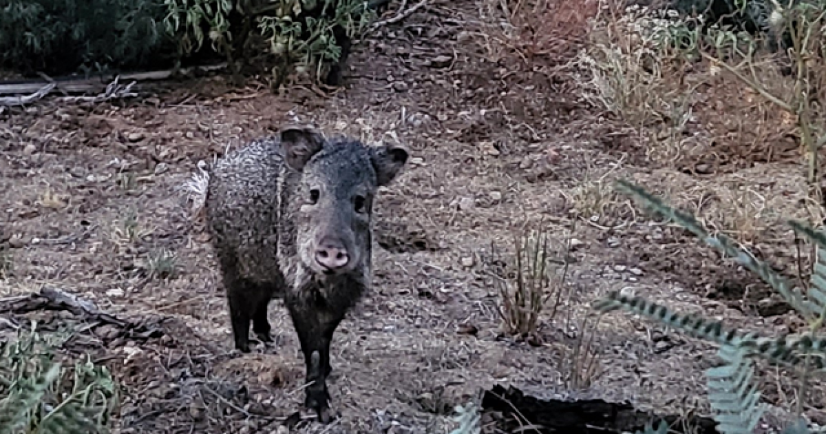 Arizona Game & Fish: Two javelina attacks at Canyon Ranch in four days