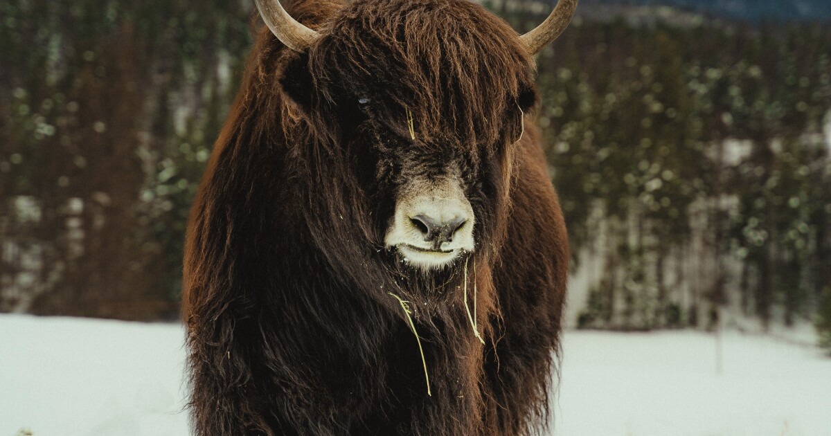 Montana Ag Network: Kalispell tree farmer gets a little help from ...