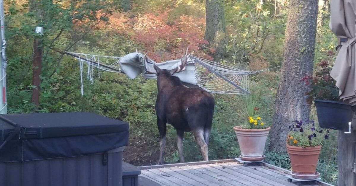 Moose freed after getting tangled in a hammock