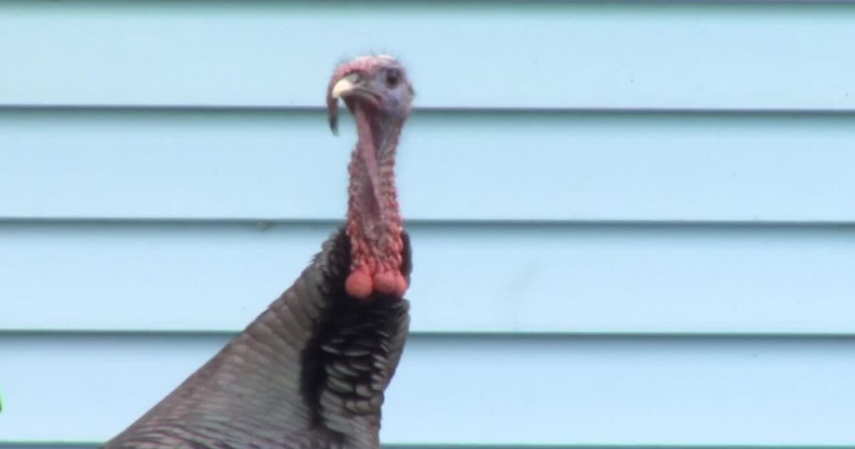 Avian flu found in dead turkeys in Billings