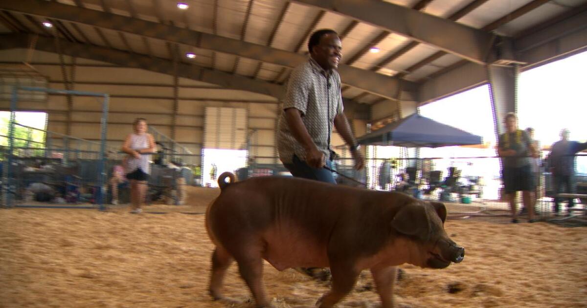 Familiar faces, champions take on pig contests at Wilson Co. TN State Fair