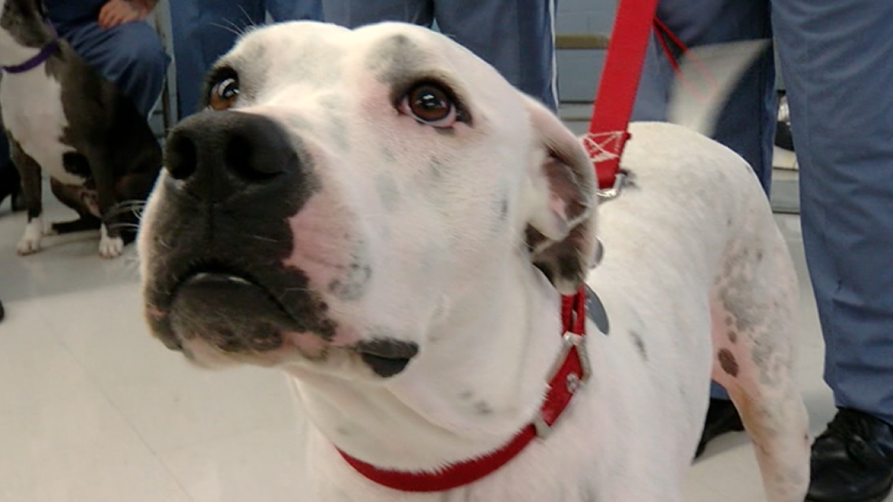Adoption Ready: Inmates train dogs at Florida prison