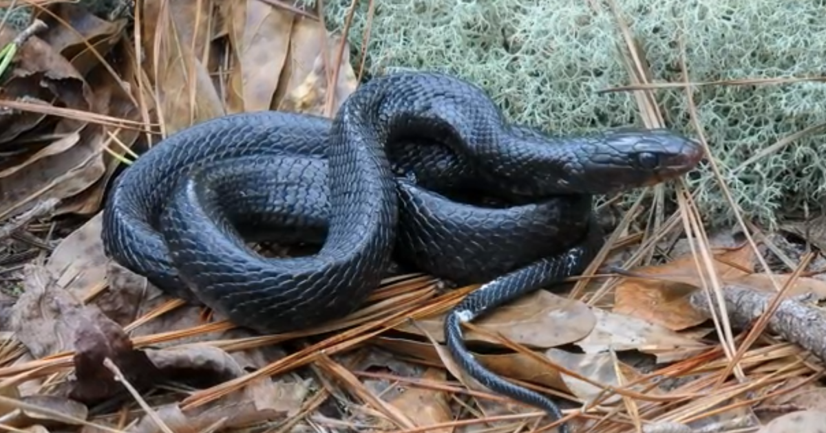 Rare snake found in Alabama for only the second time