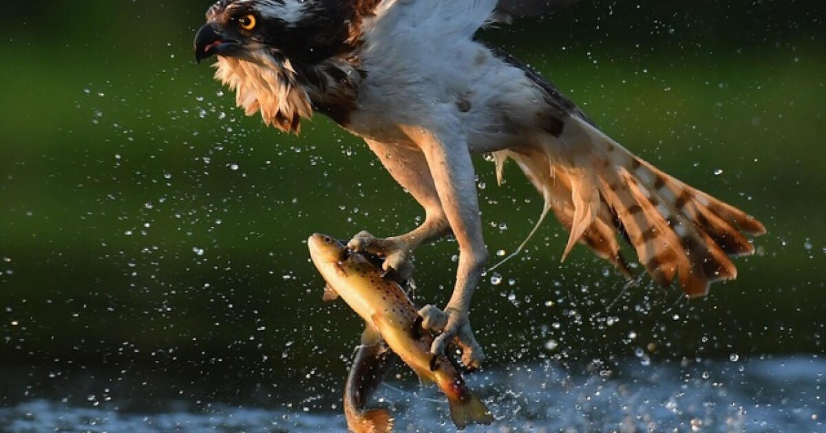 shark eats fish in river