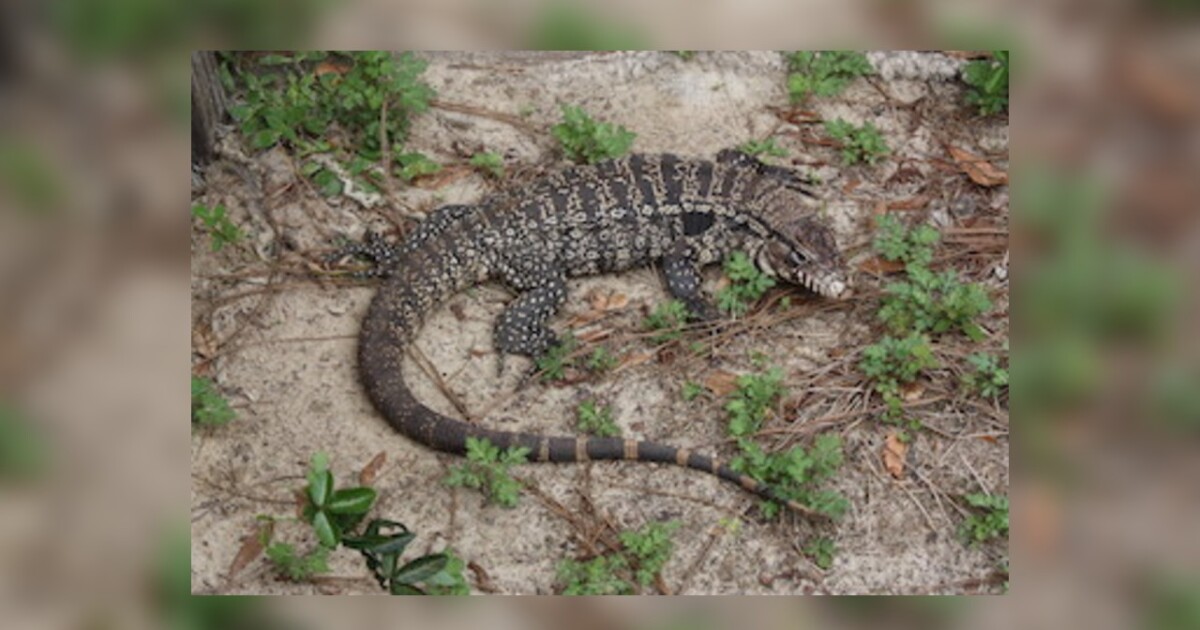 Invasive 4-foot lizard threatening wildlife in Georgia, officials say