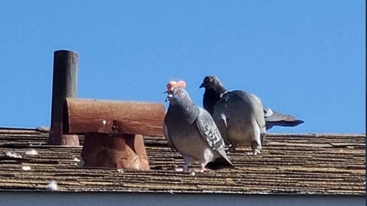 Pigeons wearing sombreros spotted in Reno, weeks after birds were seen ...
