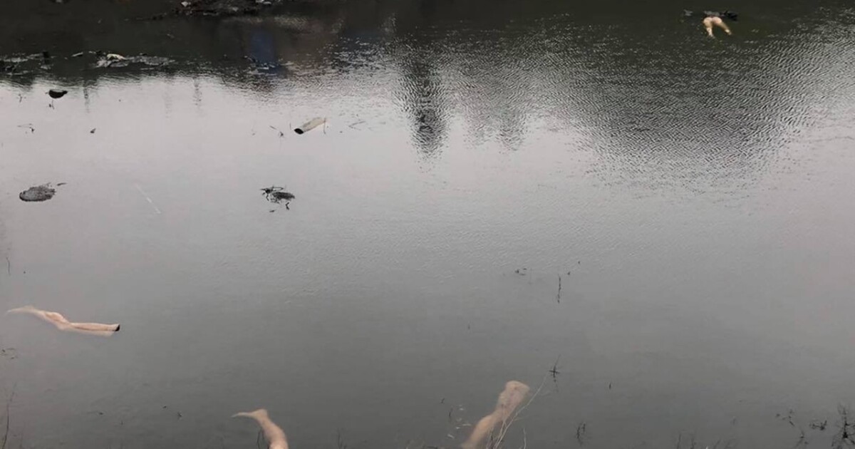 Discarded mannequins mistaken for bodies in California