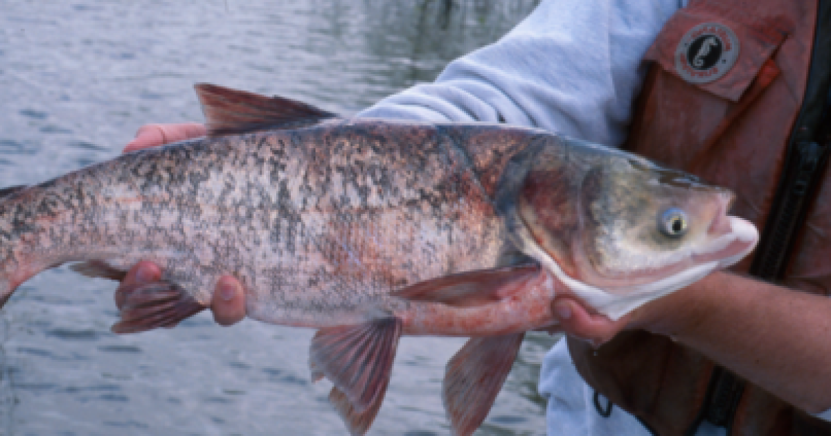 Live Asian carp discovered in Chicago waterway near Lake Michigan