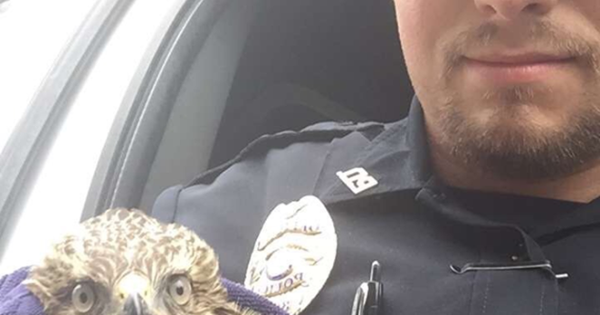 Lakeview Police Department rescues injured hawk