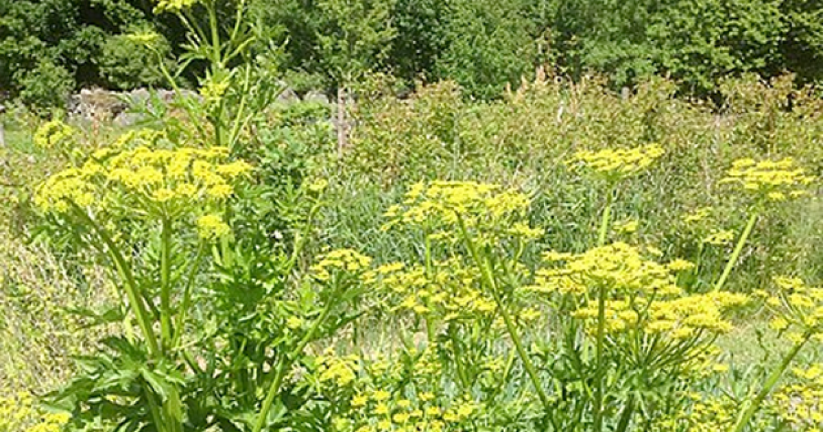 Poison Parsnip Causes Severe Burns Blisters On Womans Legs