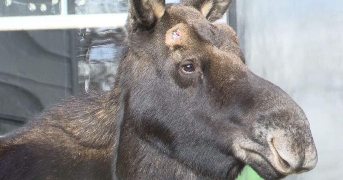 Neighbors say moose in Billings appears to be injured