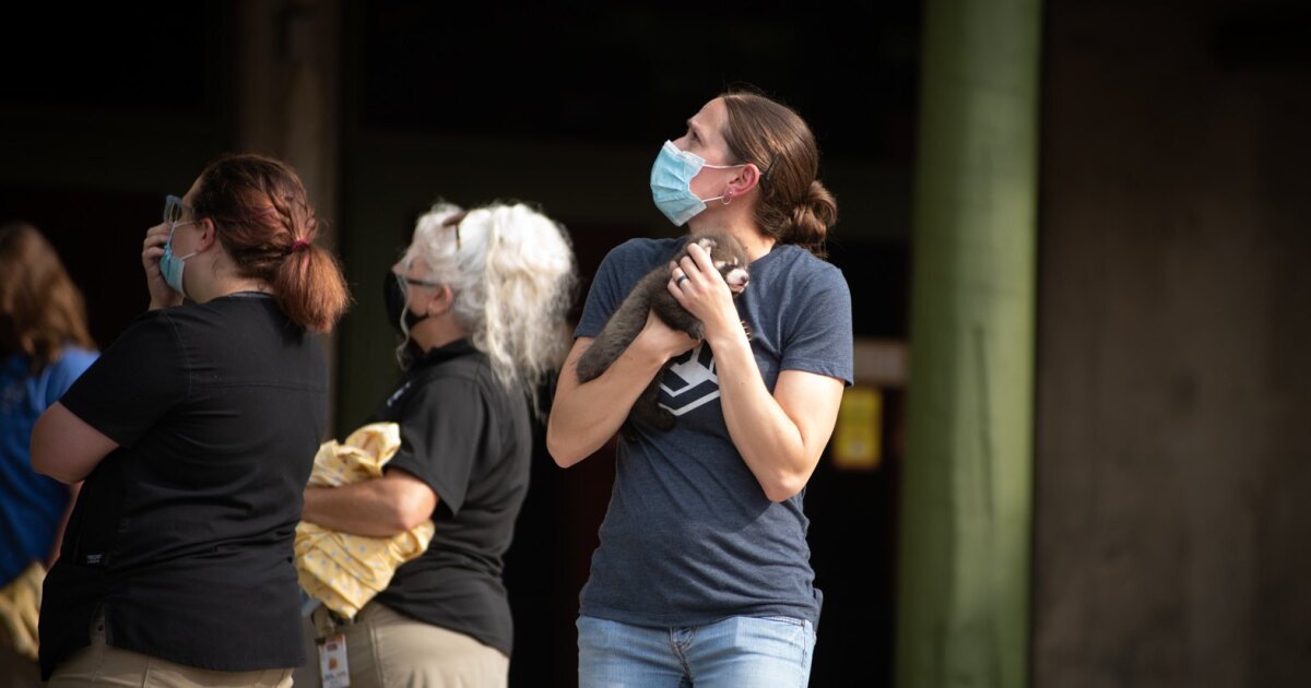 Columbus Zoo visitors spot missing red panda