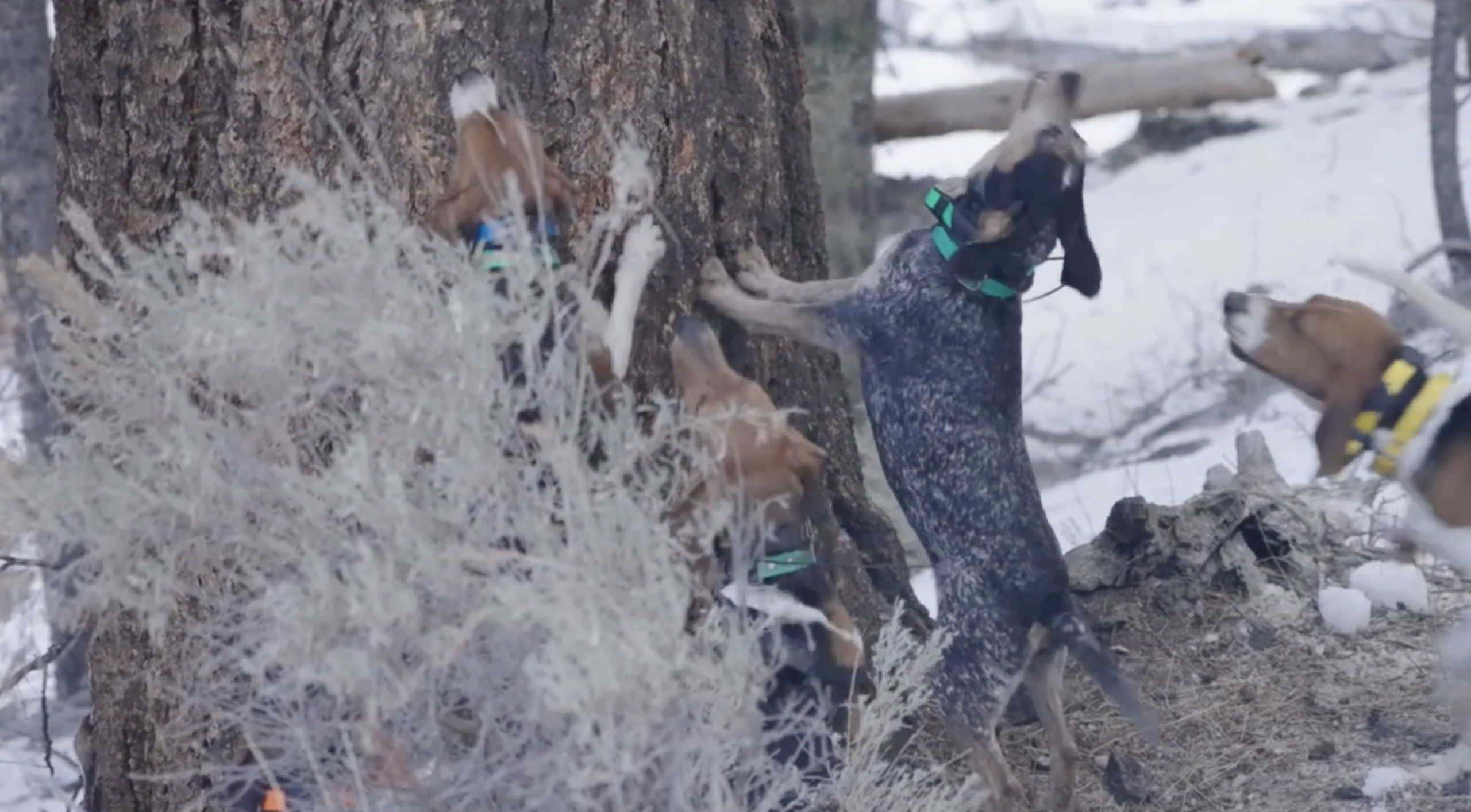 The secret lives of elusive mountain lions in Yellowstone National Park