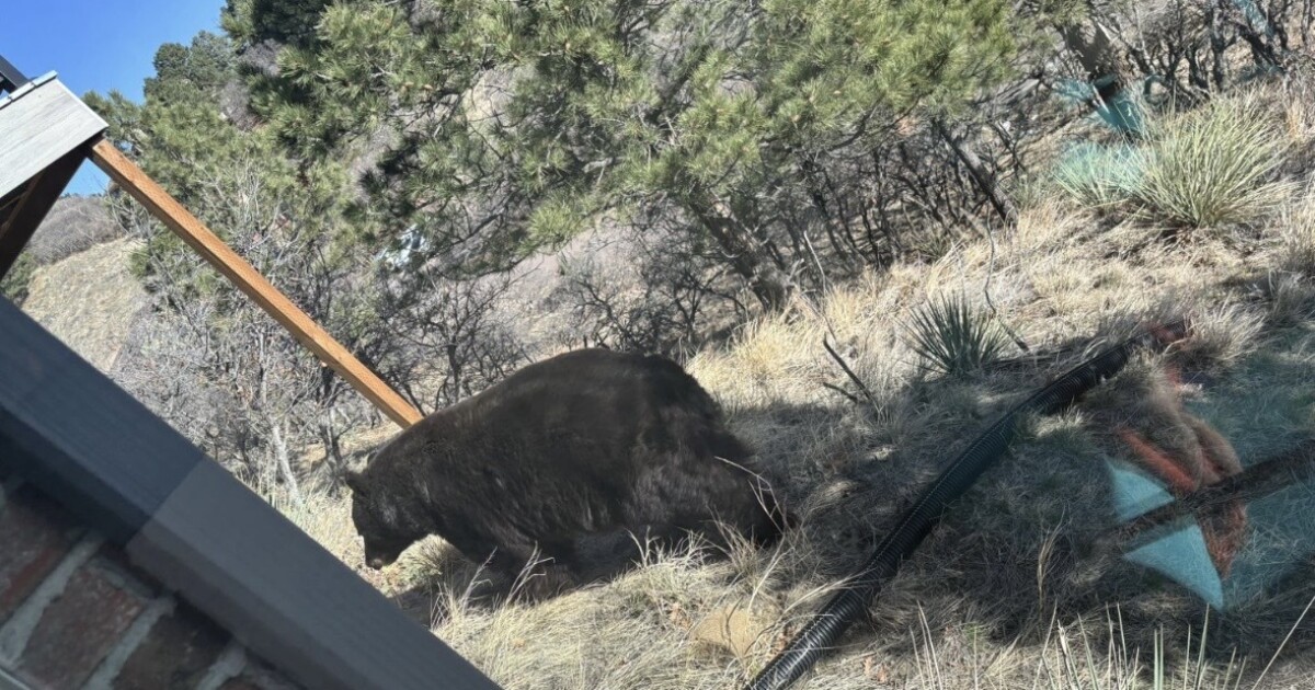 A reminder to stay bear aware after one was spotted in Colorado Springs