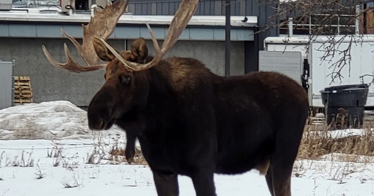 Watch: Moose is making the rounds in Ravalli County