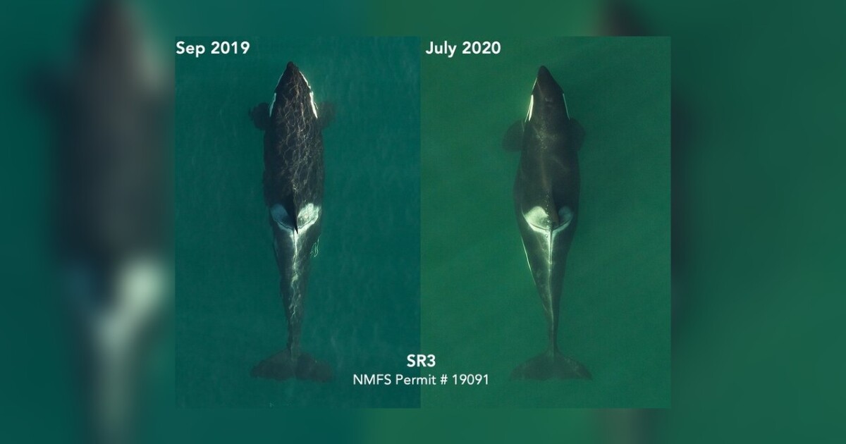 Orca who carried her dead calf for 1,000 miles is pregnant
