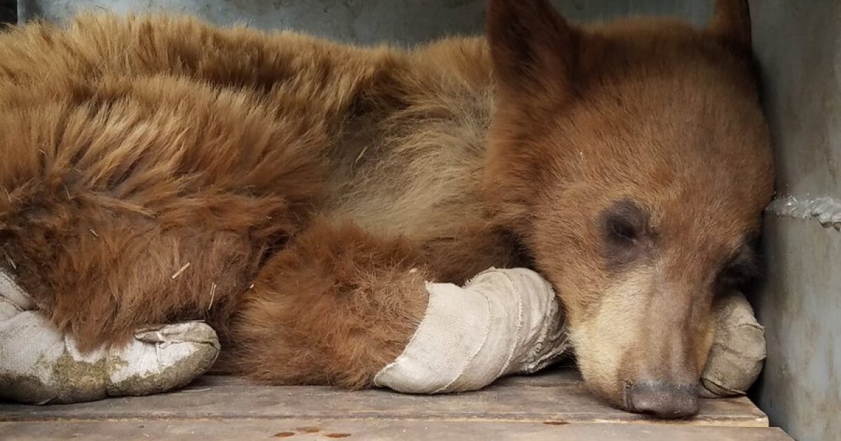 Baby bear burned in wildfire recovering 'very well'