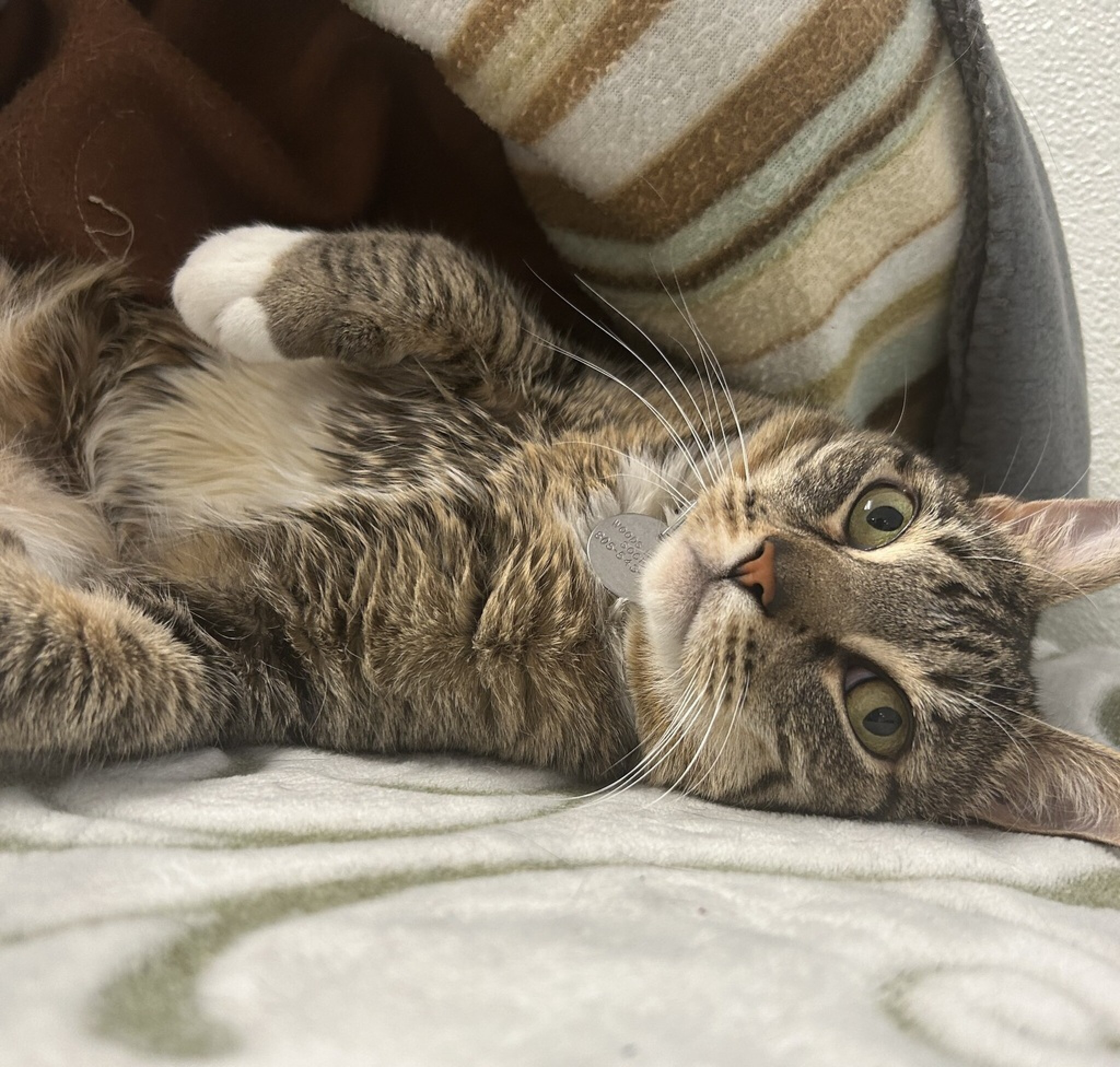 Lei Lani, our Pet of the Week, is the perfect mix of cuddles and energy